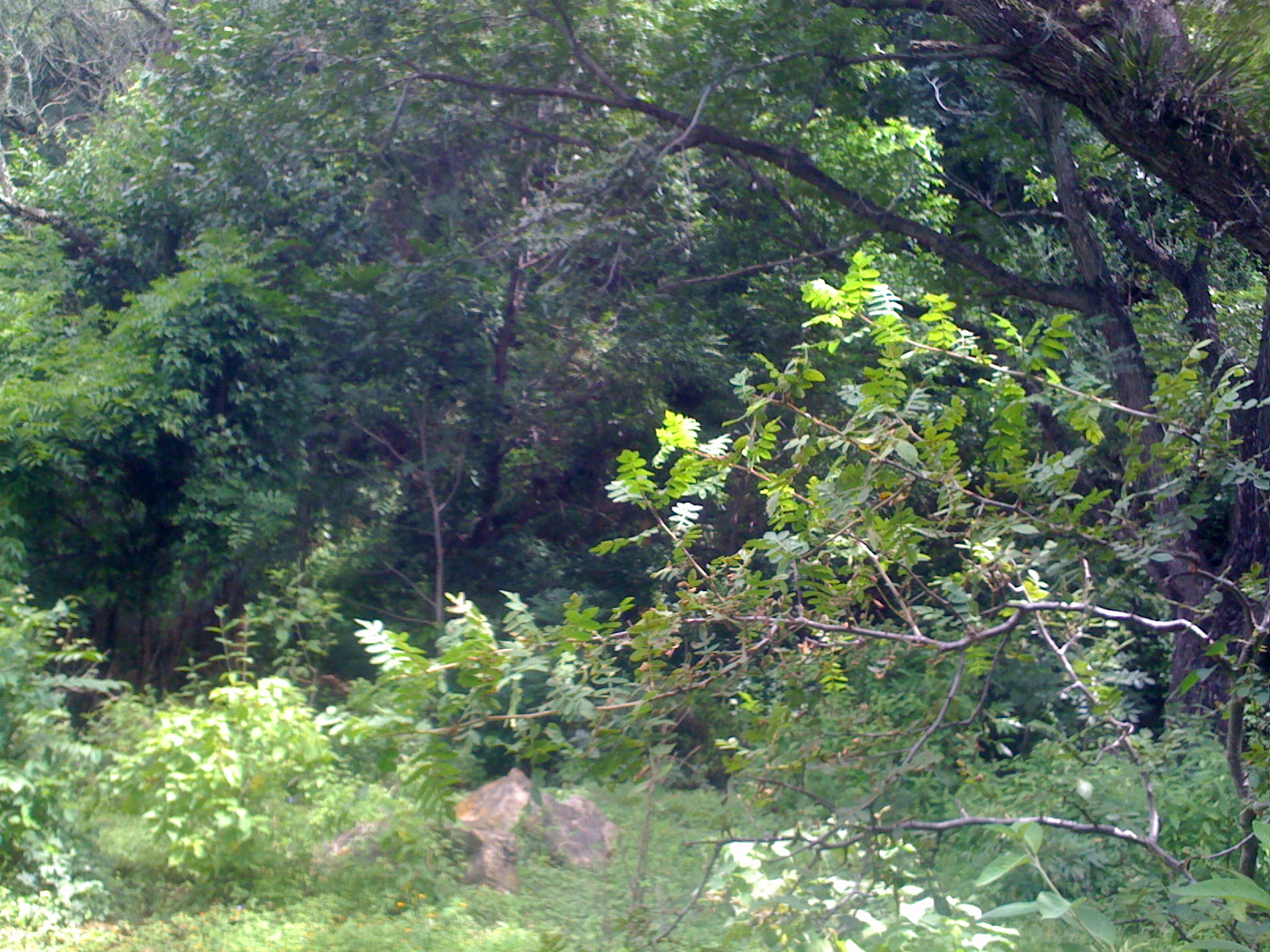 CALIHUALA OAXACA: CALIHUALA OAX. GUAUUUU QUE LUGAR TAN BONITO EN CALIH