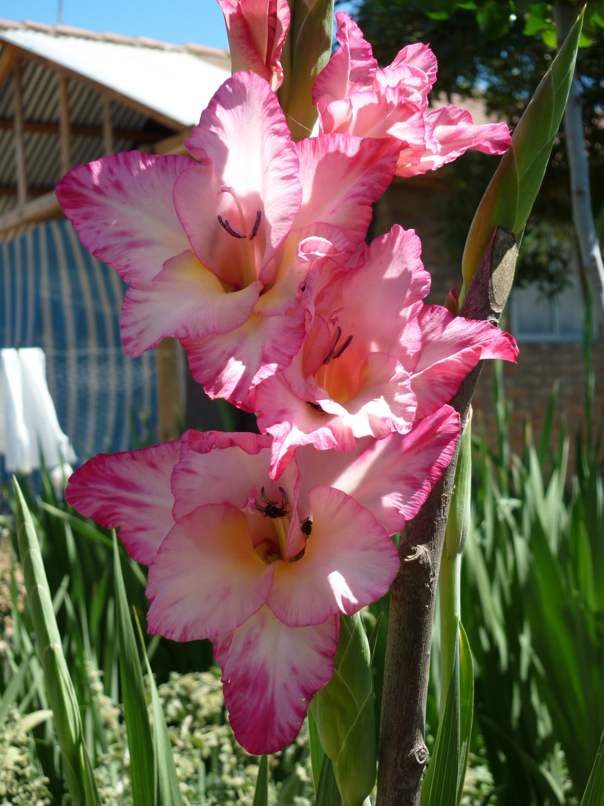 FLORES DOÑA ERNESTINA: COMENZO LA VENTA DE FLORES DE GLADIOLOS