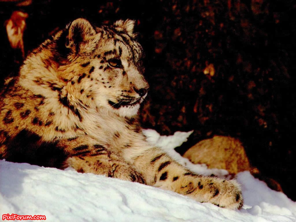 Amazing World: Chitta Prince Of Jungle