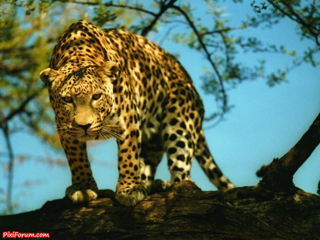 Amazing World: Chitta Prince Of Jungle