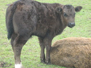 Cow Pictures: Cow Pictures - Limousin Cross Bullock