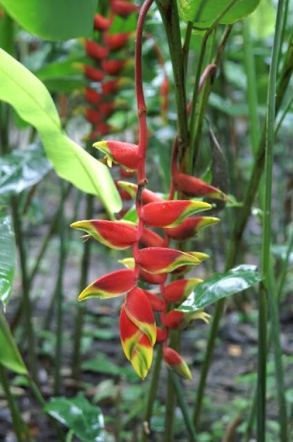 Monopamba: Fauna y Flora