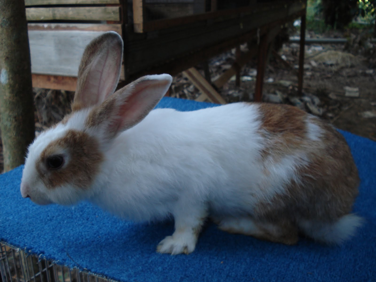 BLOG PENTERNAKAN ARNAB