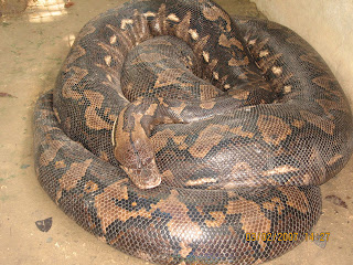 Dyesebel: Prony - The Biggest Python Ever Captured in the Philippines ...