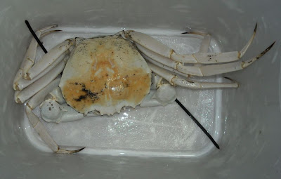 foodbin: PANTAI SEAFOOD RESTAURANT-AUSTRALIAN SNOW CRAB