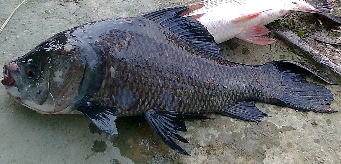 foodbin: Genetically Modified Fish?