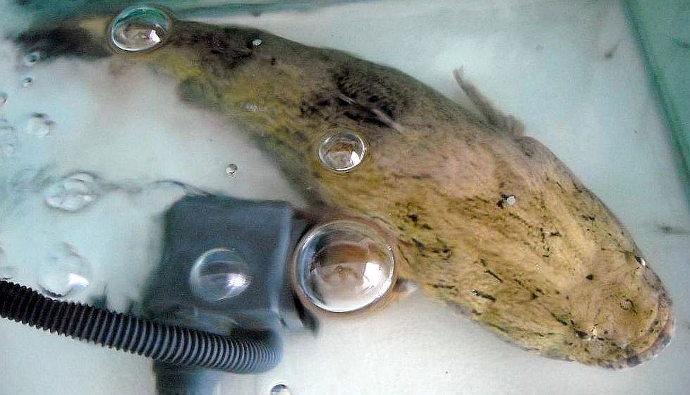 foodbin: Soon Hock-Marble Goby.