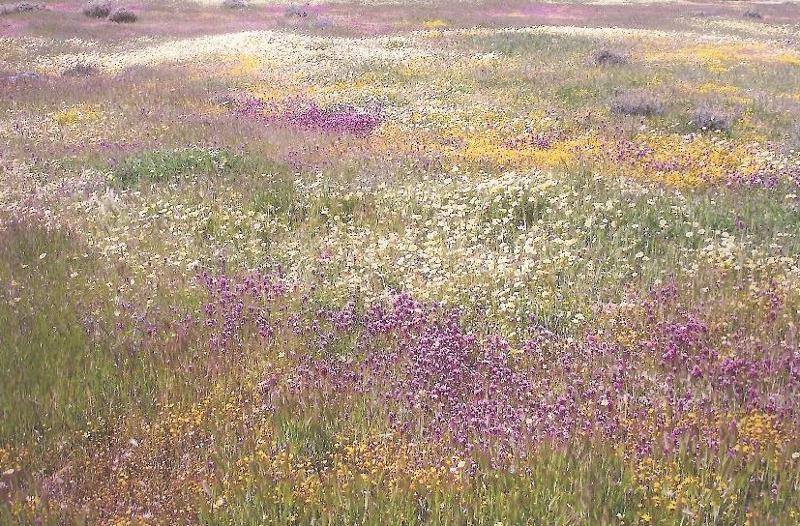 California Native Garden Design: Sowing California Native Wildflowers
