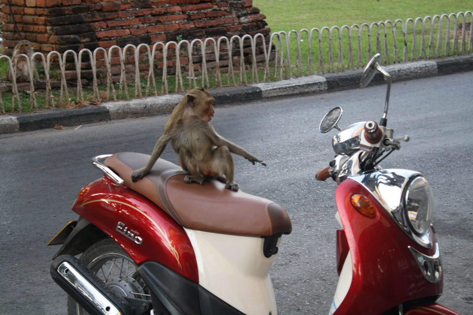 Travel and Truths: Nay a turkey, many a monkey: Thanksgiving & Lopburi