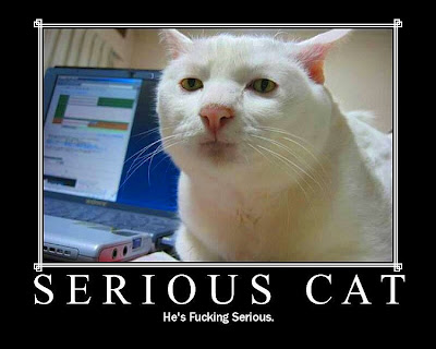 Serious Cat | Bloviating Zeppelin