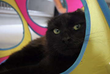 Adam The Cat | Bloviating Zeppelin