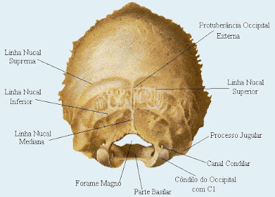 ABC DA RADIOLOGIA - PORTAL RADIOLOGIA: 064) OSSOS DO CRÂNIO