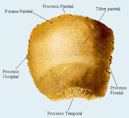 ABC DA RADIOLOGIA - PORTAL RADIOLOGIA: 064) OSSOS DO CRÂNIO