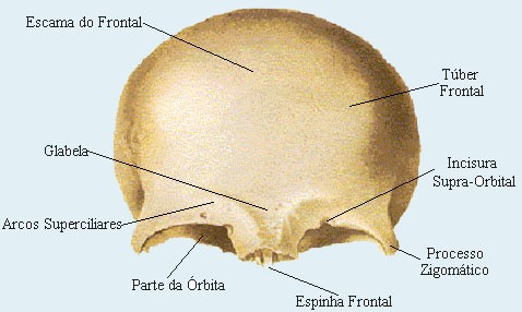 ABC DA RADIOLOGIA - PORTAL RADIOLOGIA: 064) OSSOS DO CRÂNIO