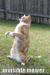 Daily LOLcat: Invisible LOLcats!