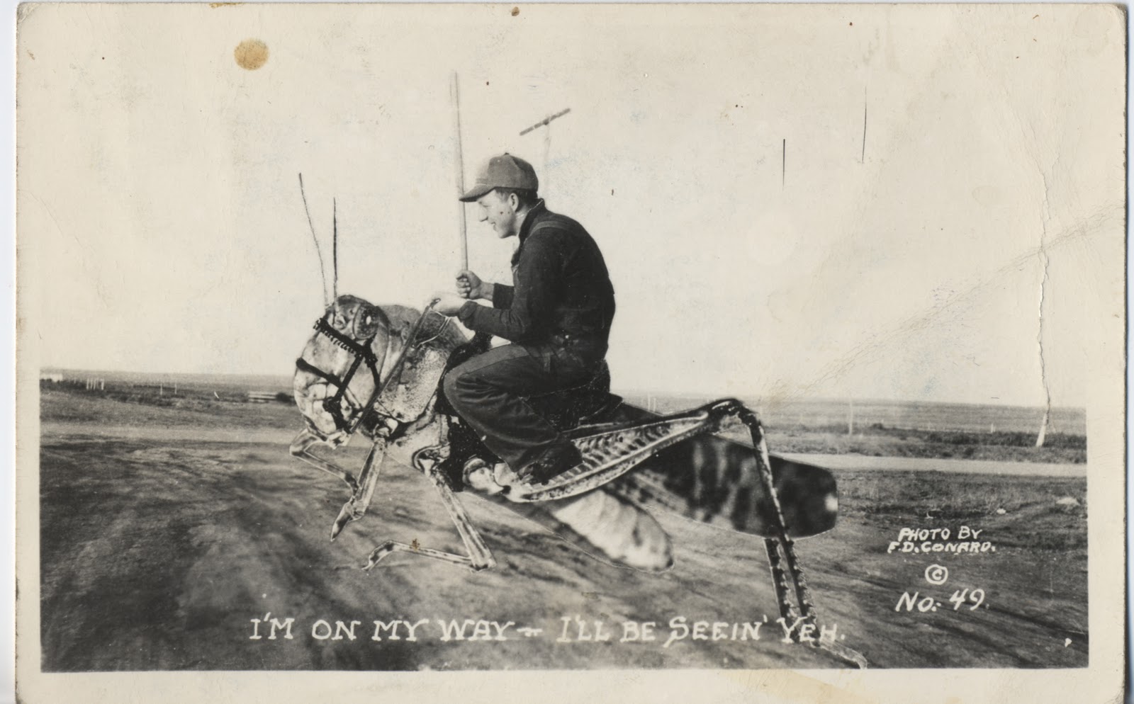 Postcards, etc.: Grasshopper Cowboy