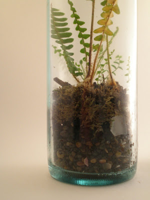 The Fern and Mossery: Wine Bottle Terrarium