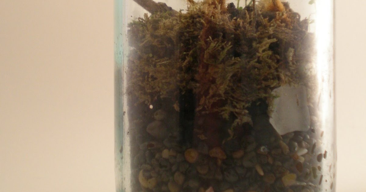 The Fern and Mossery: Wine Bottle Terrarium