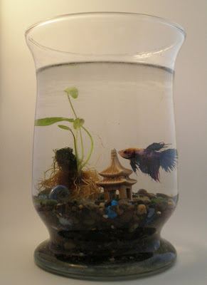 The Fern and Mossery: Chutney the Beta Fish