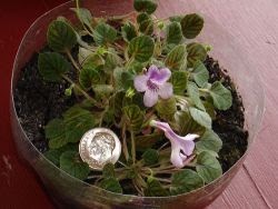 The Fern and Mossery: Terrarium plants: micro mini sinningia!