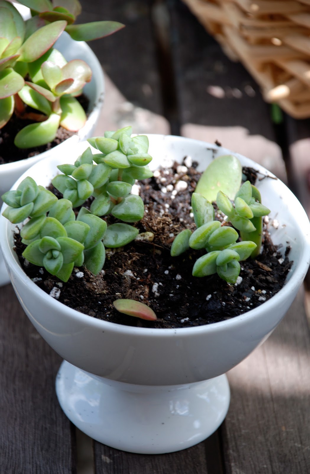 { the vintage wren }: { simply succulent }