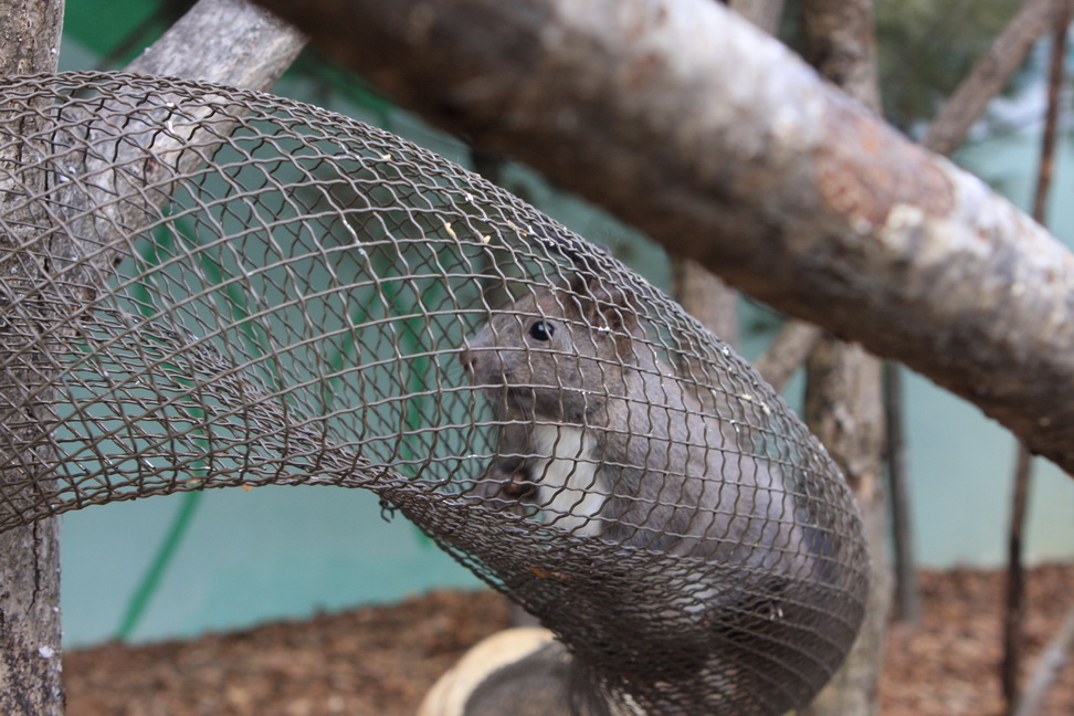 Getting Around The World: Korea VIII: Lovely Animals