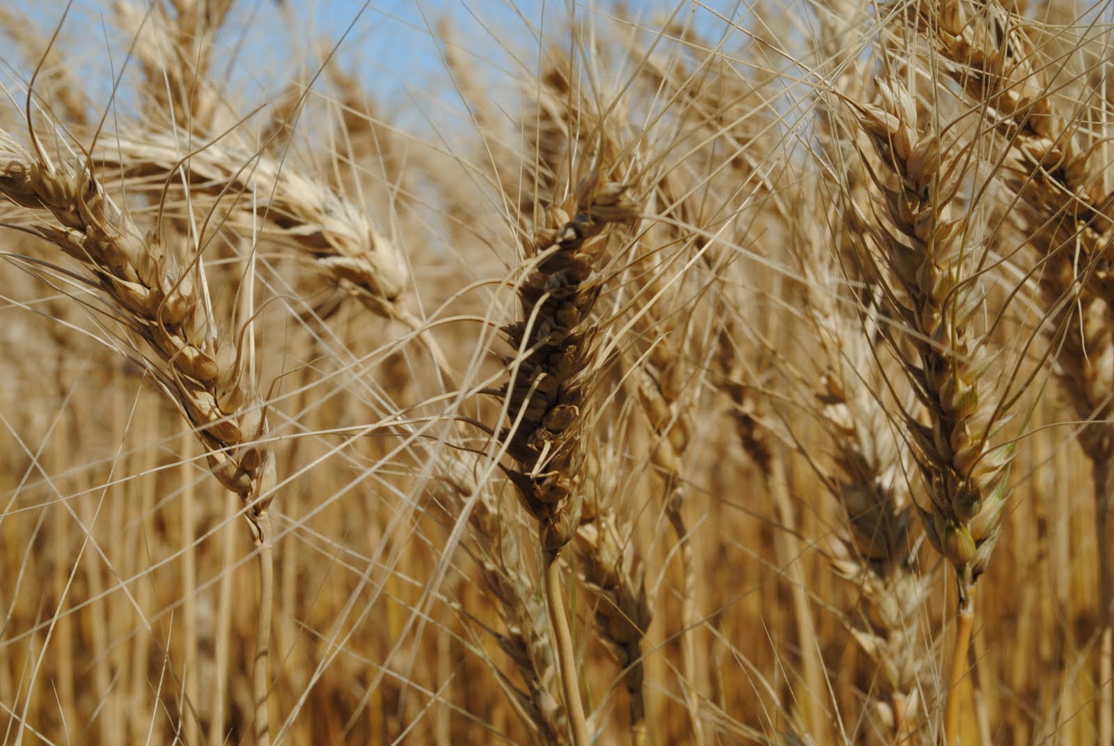 Fotografías: Trigal