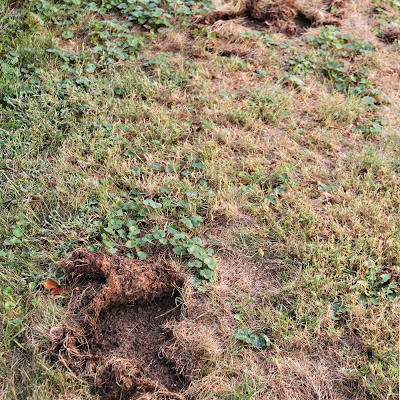 On A Limb Paper: things that dig holes in my yard