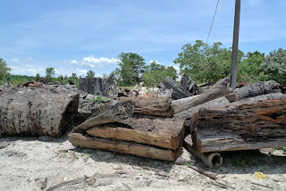 Unique Wood Furnitures: The Story of Cengal Wood