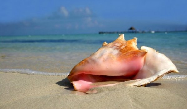 Elixir para olvidar: 2010