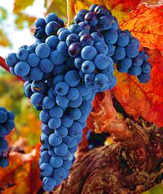 Sommelier e Gourmet: 2° DA SÉRIE UVAS IRMÃS TEMPRANILLO,ARAGONÊS E ...