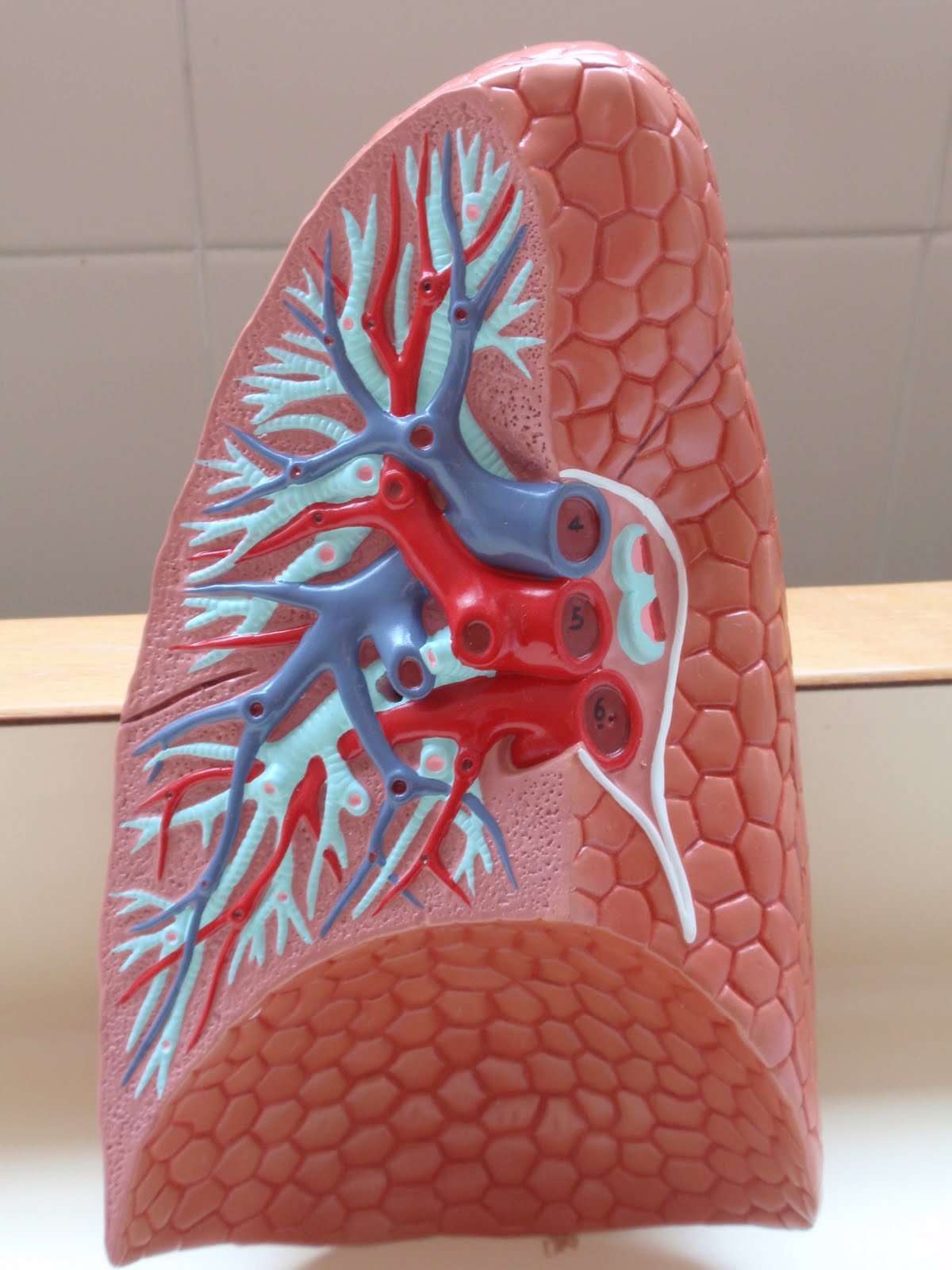 EL LABORATORIO DEL COLE: LOS PULMONES