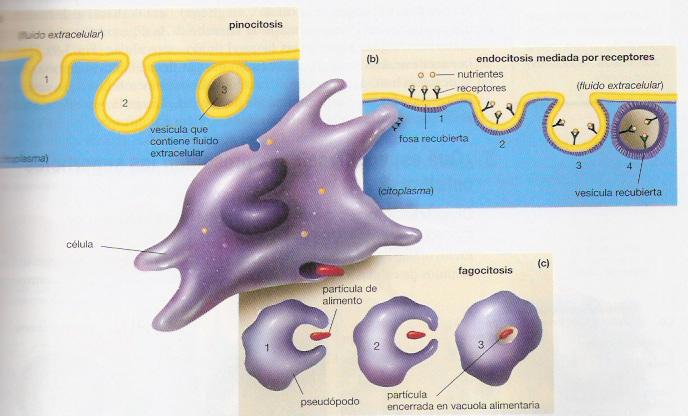 QUÍMICO: ENDOCITOSIS EXOCITOSIS