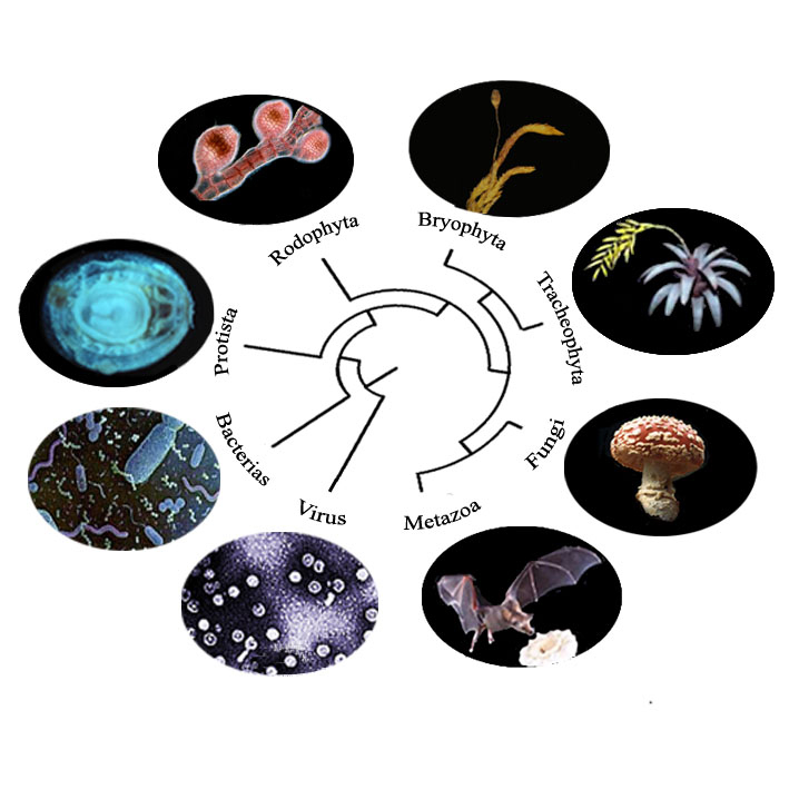 QUÍMICO: SISTEMATICA