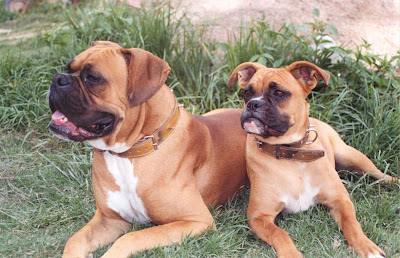 Info sobre caballos y perros: perros boxer
