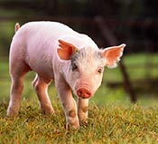 ARÉVALO INFORMACIÓN: 1/06/10 - 1/07/10