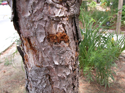 University of Delaware Cooperative Extension, Kent Co., Commercial ...