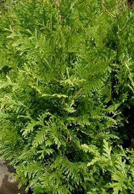 University of Delaware Cooperative Extension, Kent Co., Commercial ...