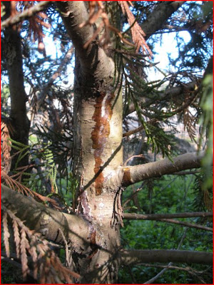 University of Delaware Cooperative Extension, Kent Co., Commercial ...