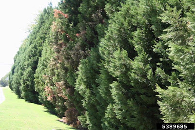 University of Delaware Cooperative Extension, Kent Co., Commercial ...