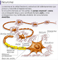 CEREBRO BET: COMUNICACIÓN ENTRE NEURONAS