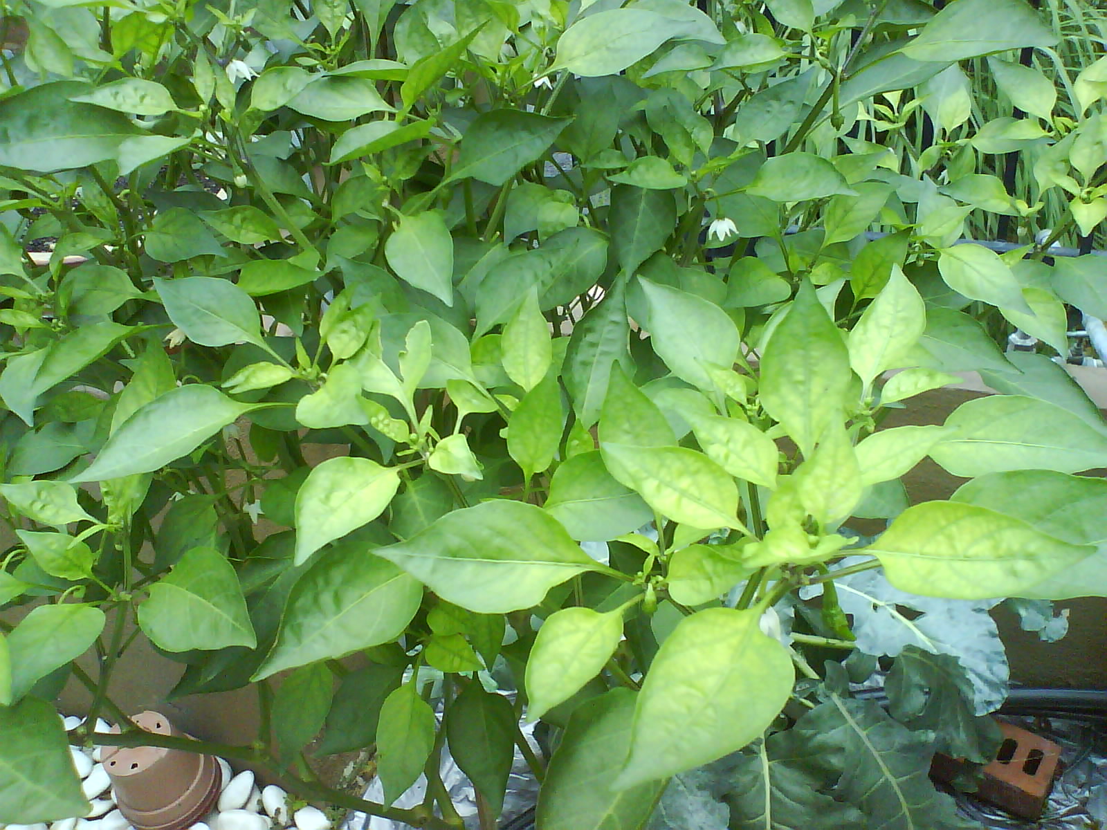 River Orch Agro: BUNGA DAN PUTIK CILI KEMBALI