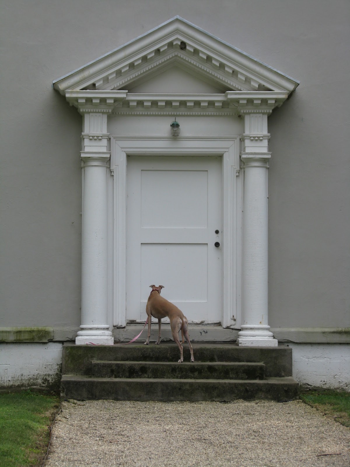 Tales and Tails: Greyhounds In Greece