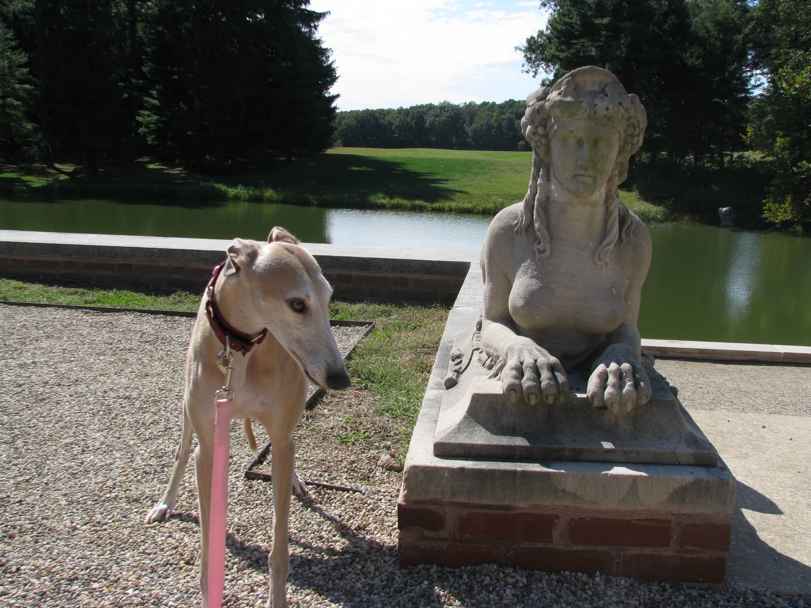 What Are The Rules For Keeping A Greyhound In Greece