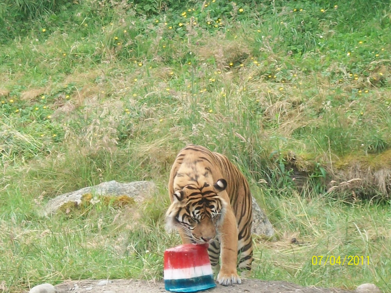 sMarsha's Blog: Point Defiance Zoo