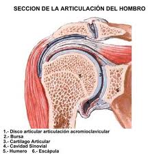 anatomia: ARTICULACION GLENOHUMERAL O ESCAPULOHUMERAL