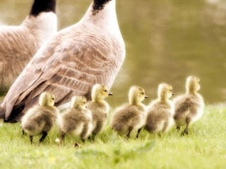 Cuentos y canciones infantiles: Los seis patitos (desarrollo personal y ...