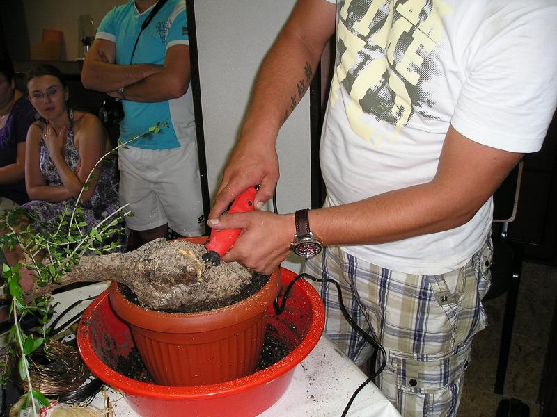 vasile_bonsai: Demo-Maslin yamadori_ Demo - Olajfa yamadori
