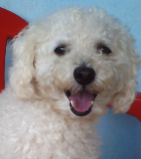 Fotos de cachorro puldo - Imagui