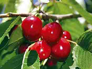 OS SEGREDOS DA CEREJA